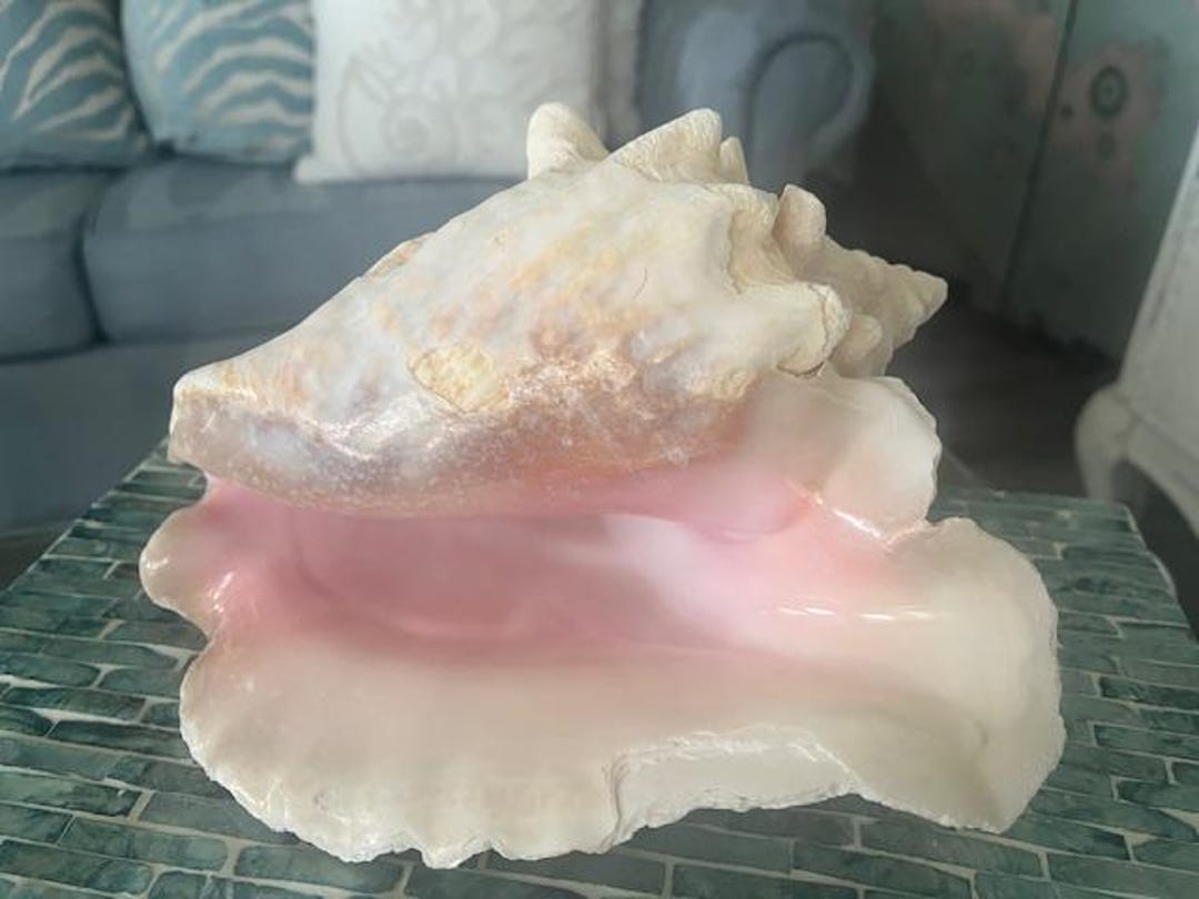 Pink Florida Conch Shell - Rare Extra Large Polished Conch Shell ...
