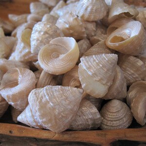 Beach Decor Pong Shells (25) - Seashell Supply - Beach Wedding - Craft ...