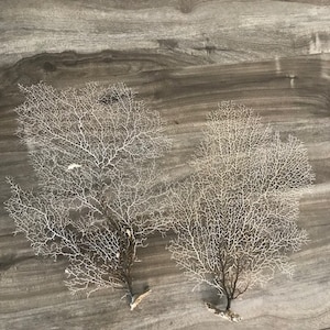 Natural White Sea Fan (1 PC) 10" - 14" High - Coastal Home Decor - Reef ...
