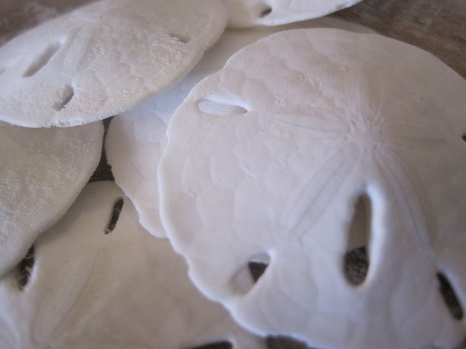 10 Extra Small Sand Dollars Seashell Supply Tiny Sand - Etsy