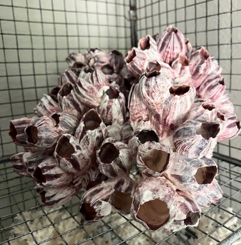 Beach Decor Large Barnacle Coral - Purple Coral - Seashells - Real ...
