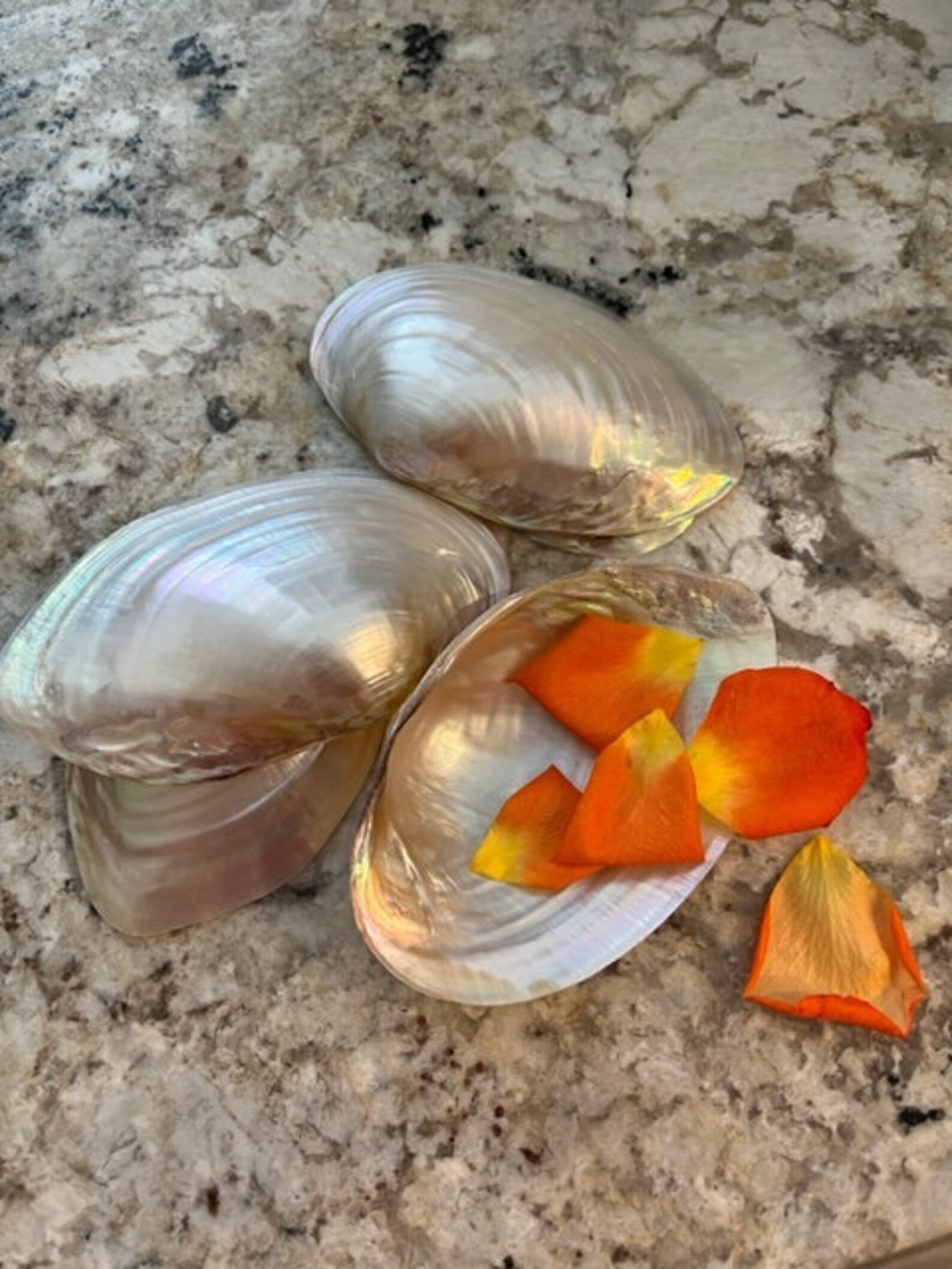 Beach Decor White Pearlized Clam Shell Halves 3 Pcs Polished Clam ...
