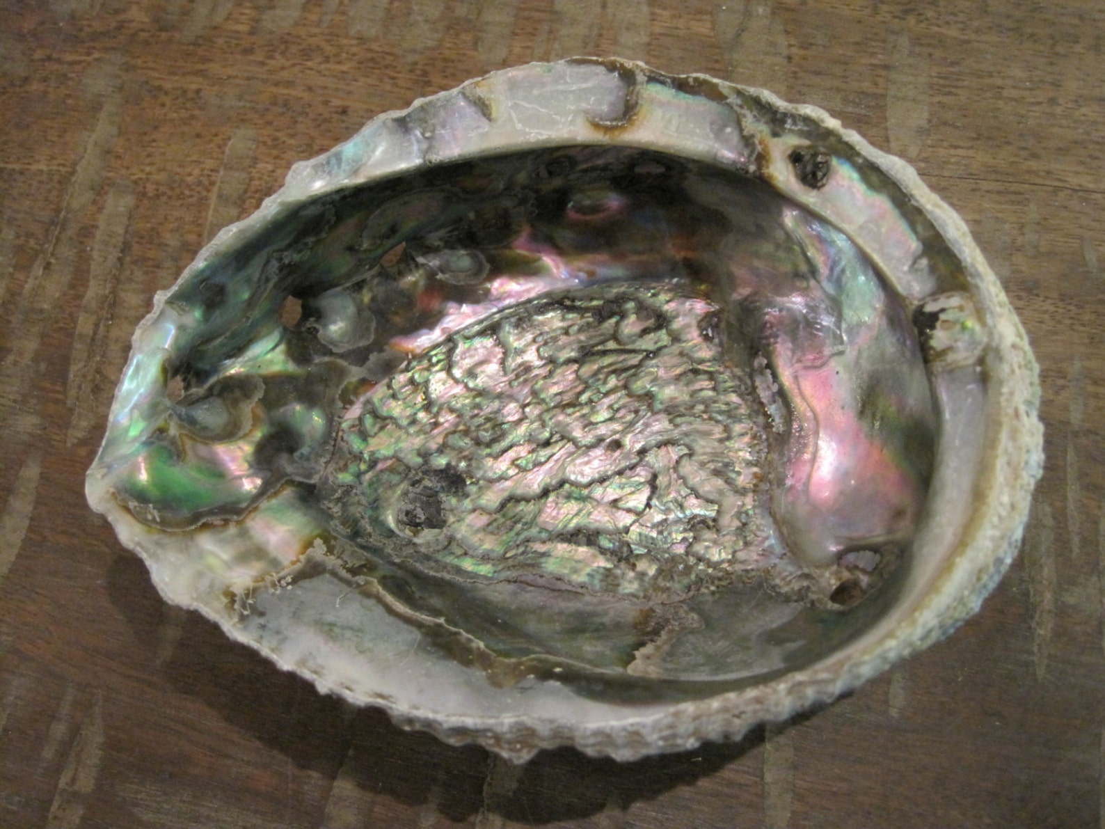 Rainbow Pink Abalone Seashell 1 Large Abalone Shell | Etsy