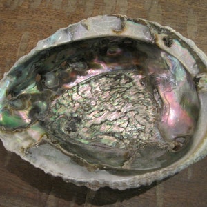 Rainbow Pink Abalone Seashell (1) - Large Abalone Shell Abalone ...