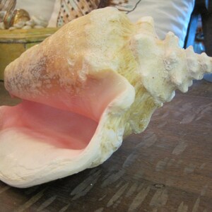 Pink Florida Conch Shell - Coastal Home Decor - Seashells - Seashell ...