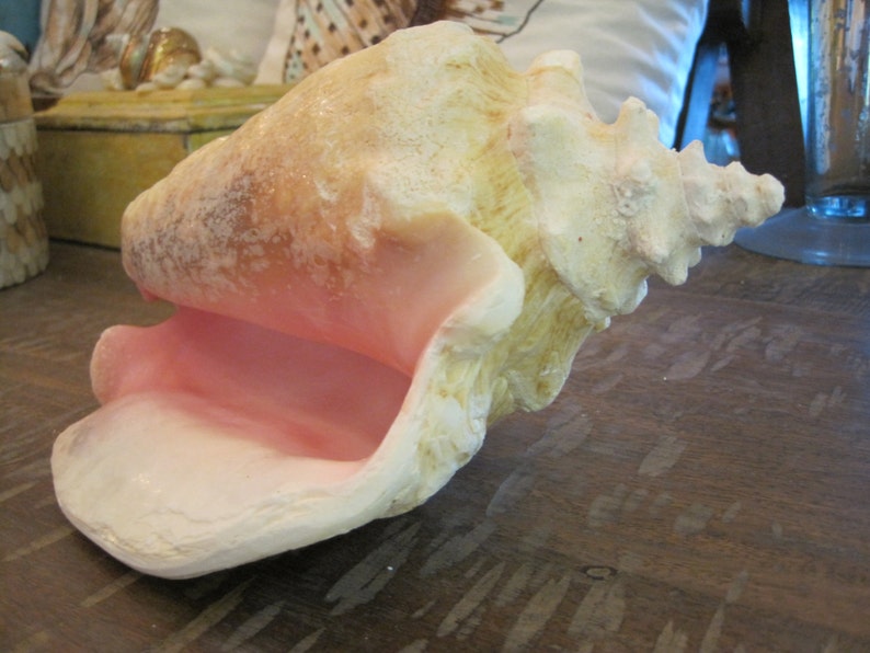 Pink Florida Conch Shell - Coastal Home Decor - Seashells - Seashell ...