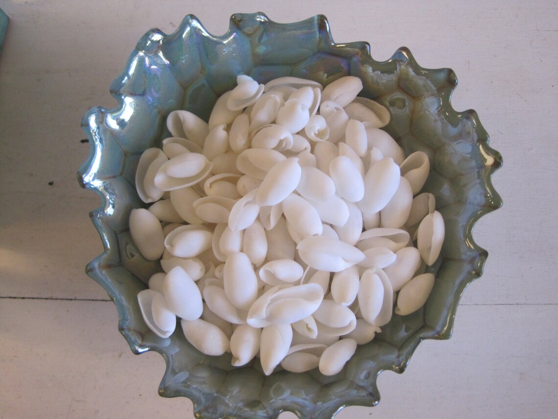 Beach Decor White Bubble Shells 15 Bubble Shell Seashell - Etsy