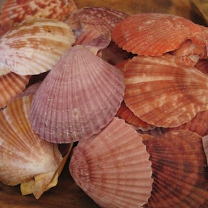 Pectin Scallop Shells (10 PC)- Seashells for Beach Decor - Wholesale ...