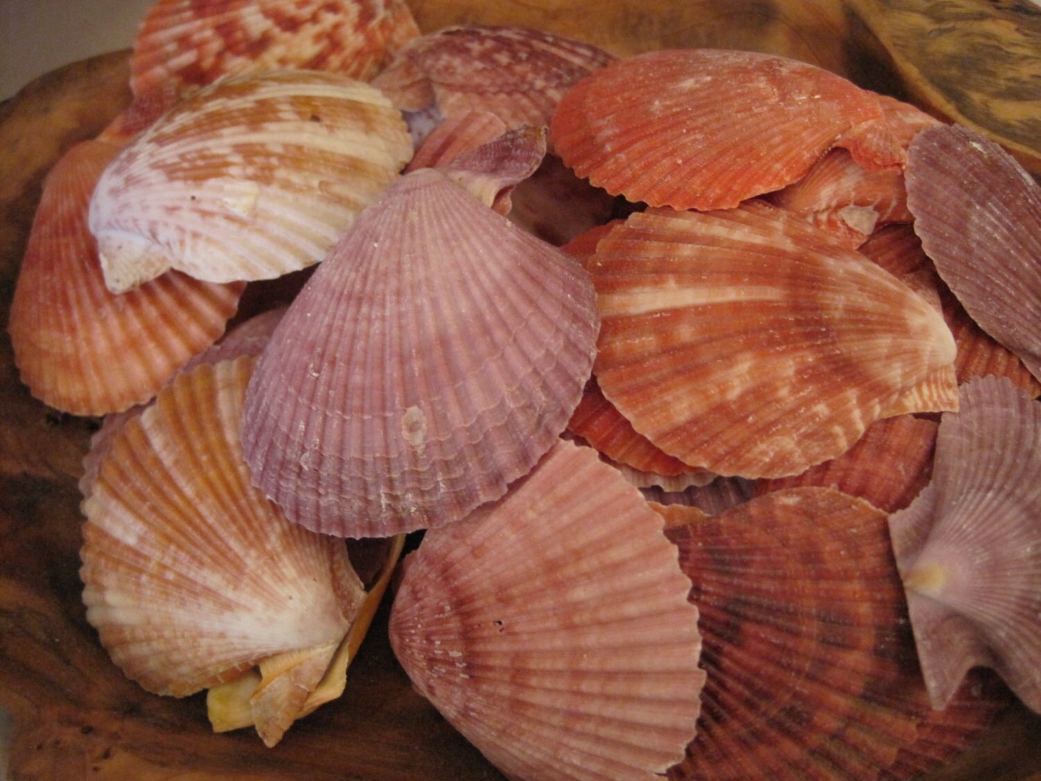 Pectin Scallop Shells 10 PC Seashells for Beach Decor - Etsy