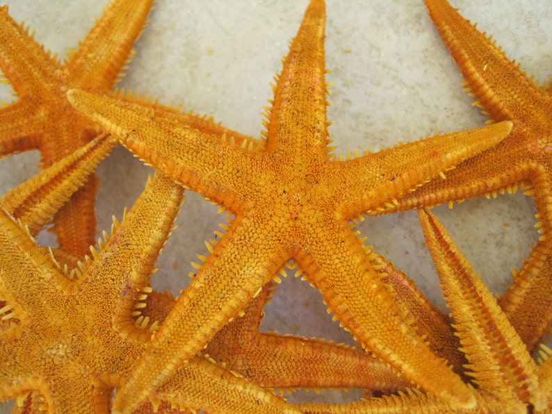 Deep Yellow Dyed Mini Starfish 10 Pc Colored Mini Starfish - Etsy