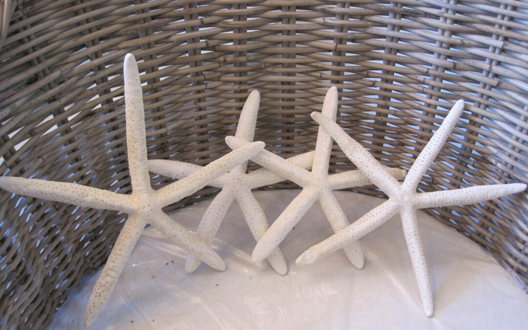 Xlarge Starfish - White Starfish - Beach Decor - Giant Sea Star ...