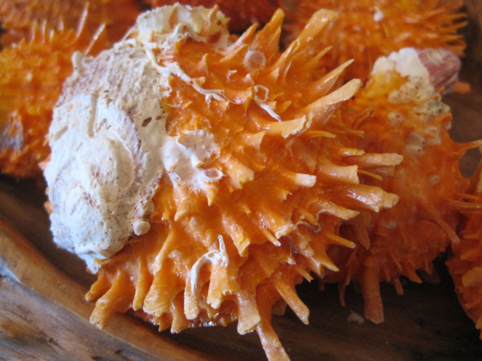 Orange Spiky Spiny Oyster Shells (2 Pcs) - Oyster Shells - Seashell ...