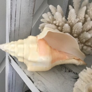 Beach Decor Chank Shell - Large Chank Shell - Coastal Home Decor ...