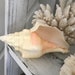 Beach Decor Chank Shell Large Chank Shell Coastal Home Decor Large ...