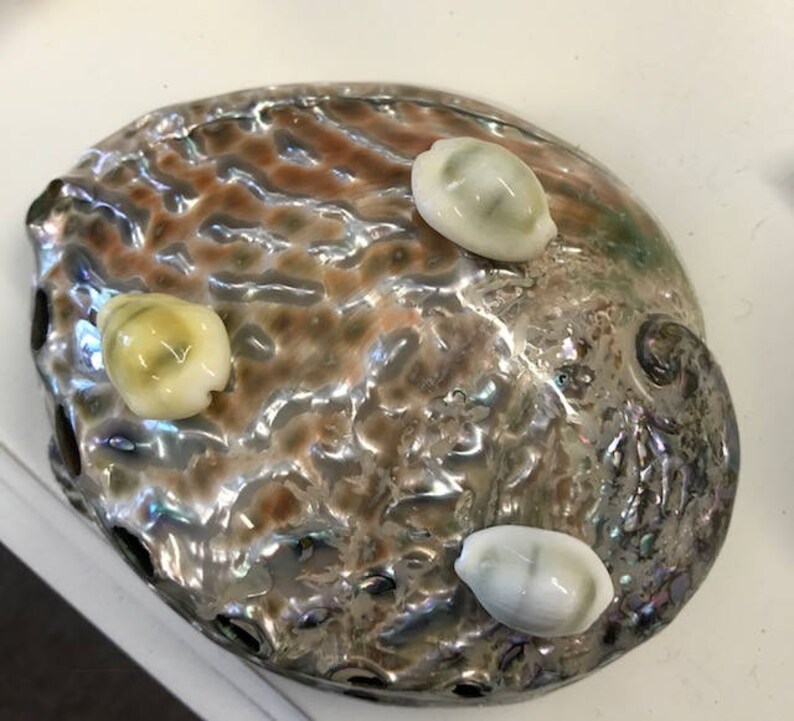 Handmade Beach Decor Abalone Dish With Limpet Shells Jewelry - Etsy