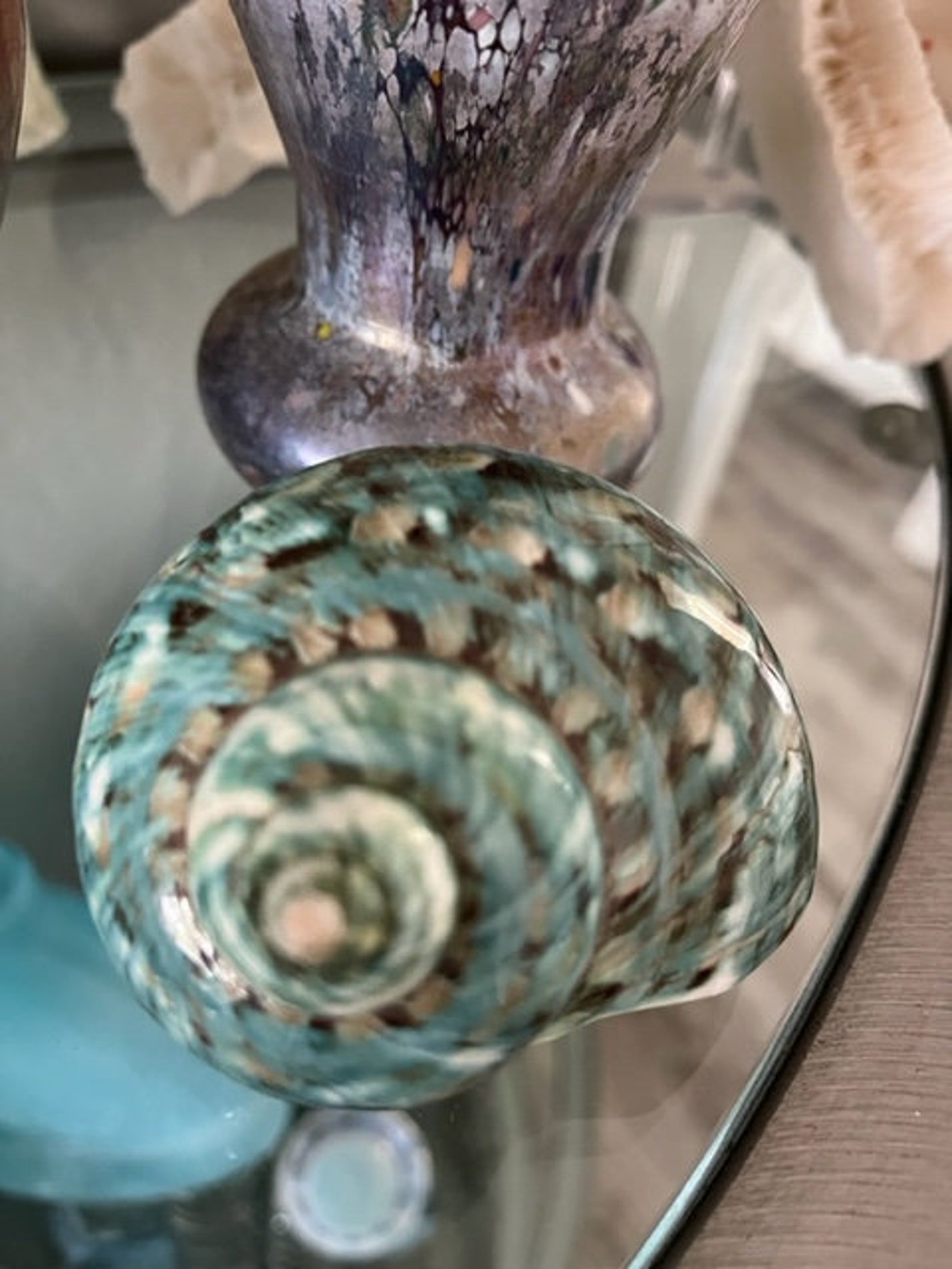 Beach Decor Turquoise Snail Shell Turbo Snail Shell - Etsy