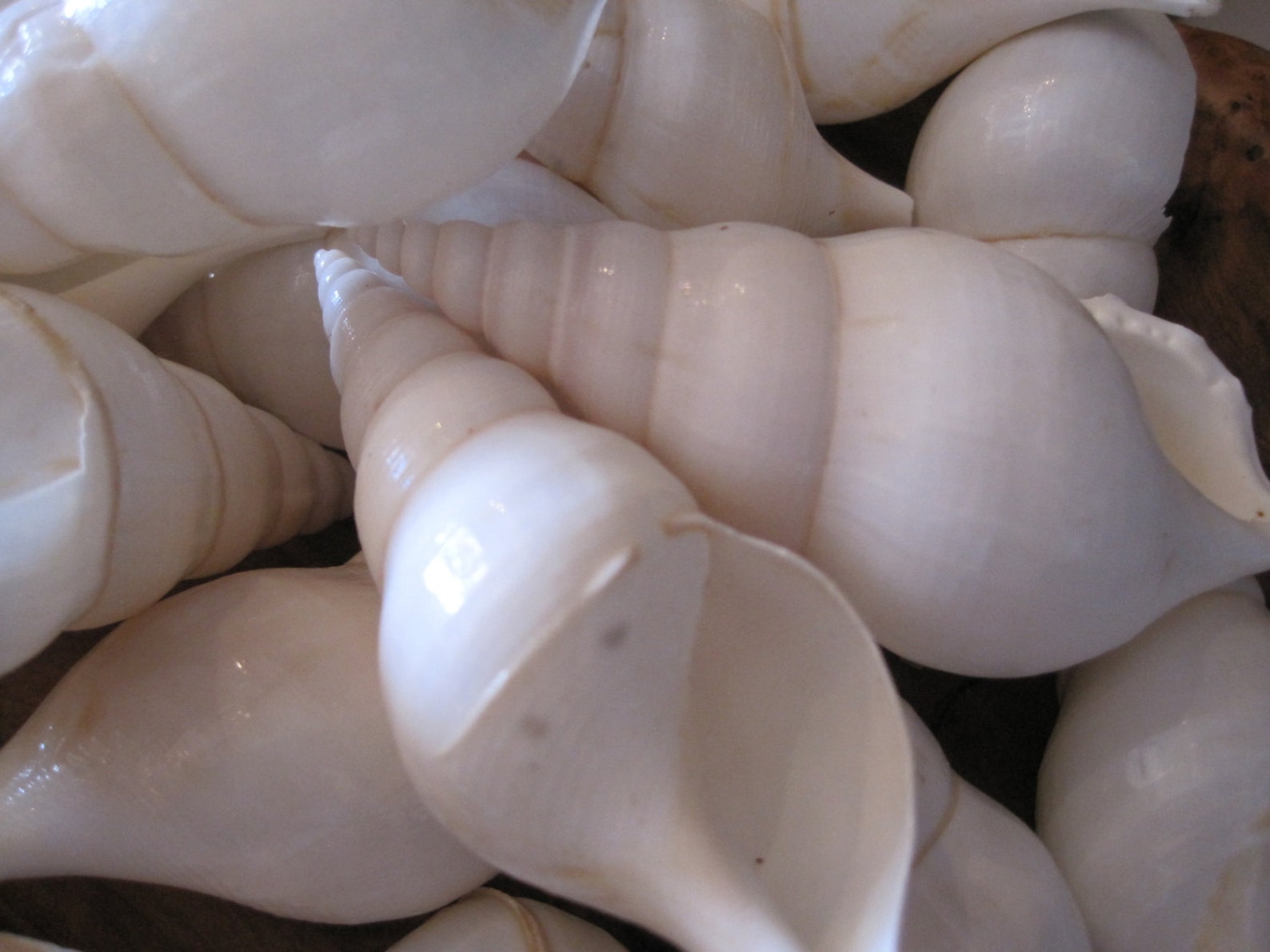 White Tibia Shells 6 Tibia Shells Seashells Seashell | Etsy