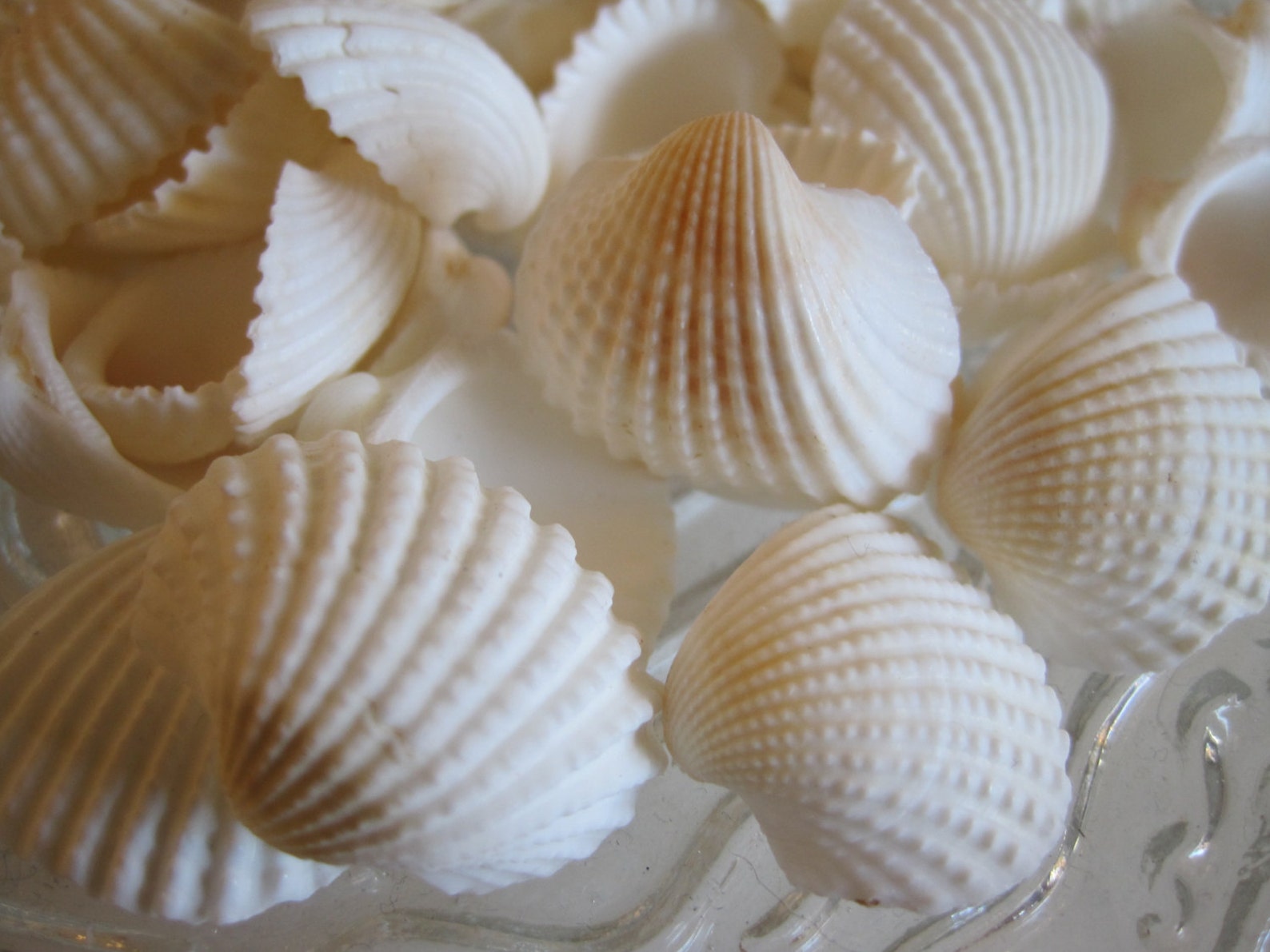 Seashells Small White Ark Shells 25 Seashell Supply | Etsy