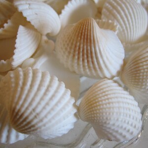 Seashells - Small White Ark Shells (25) - Seashell Supply - Beach ...