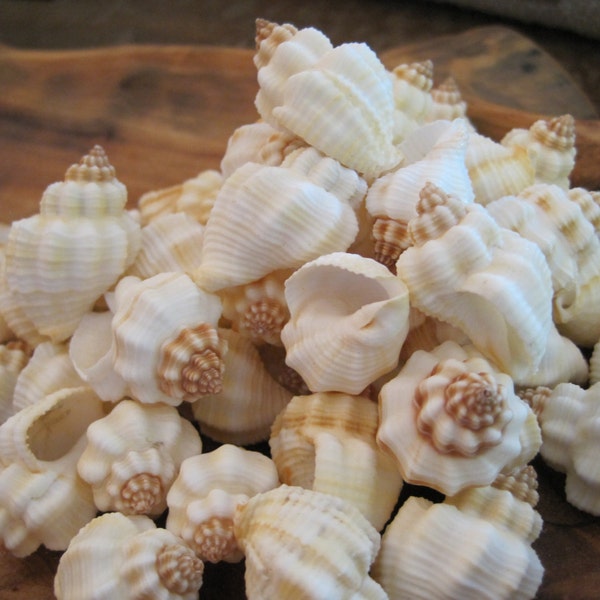 Mixed Shells Natural Shells Seashells Beach Shells Wedding Display ...