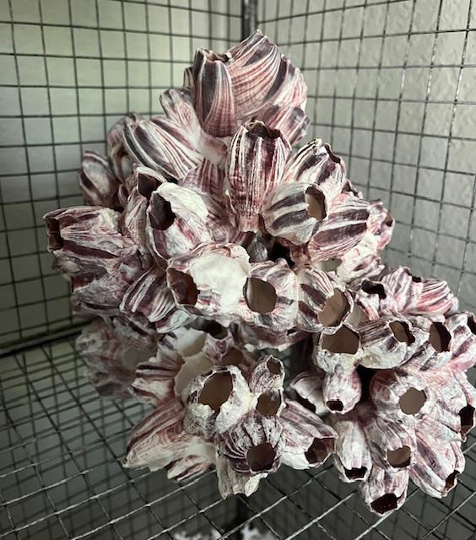 Beach Decor Large Barnacle Coral - Purple Coral - Seashells - Real ...