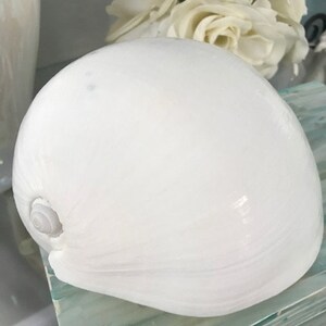 Embellished Polished White Melon Shell With Swarovski Crystals Polished ...