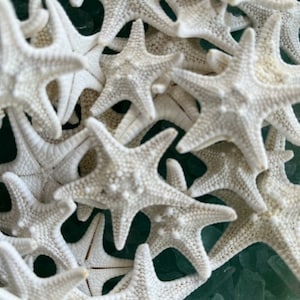 Mini Knobby Starfish 1-2" (10 PC) - Tiny White Knobby Starfish - Beach ...
