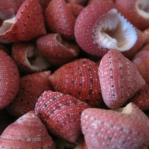 Strawberry Top Seashells (10) - Seashell Supply - Craft Seashells - Red ...