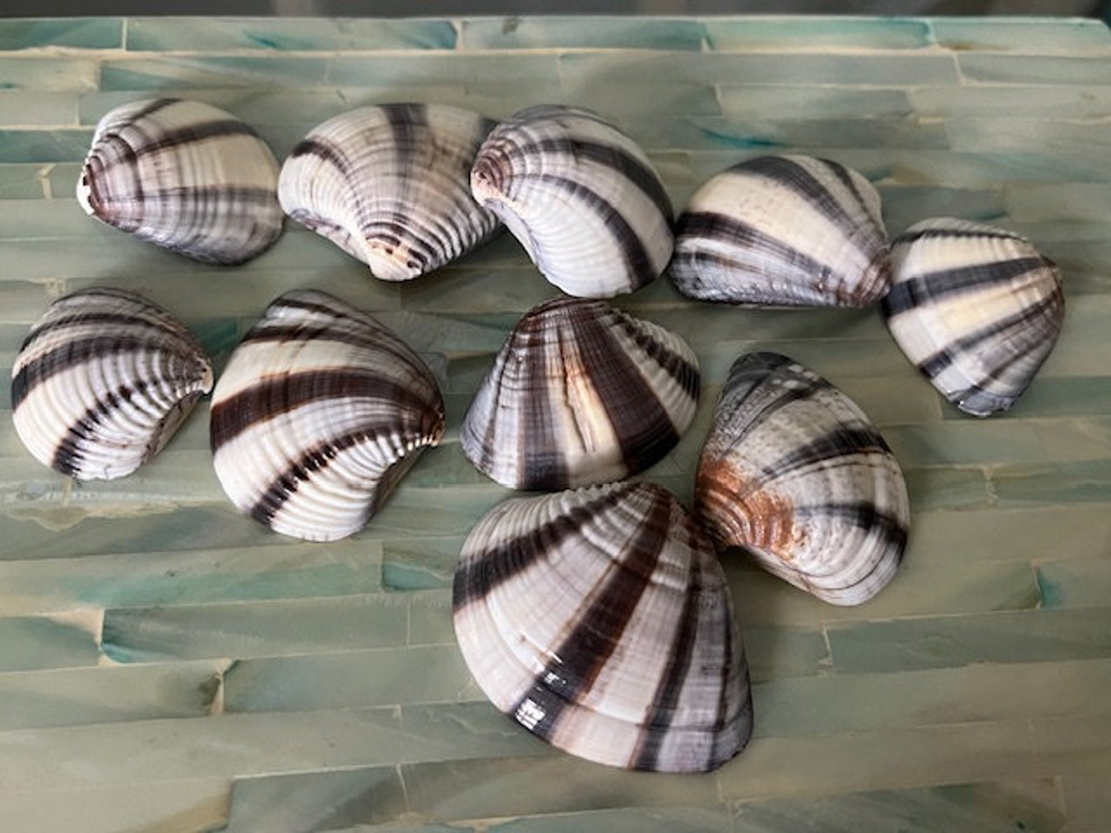 Clam Seashells - Mexican Sunset Striped Clam Shells (10) - Seashell ...