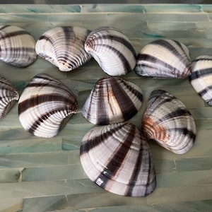 Clam Seashells - Mexican Sunset Striped Clam Shells (10) - Seashell ...