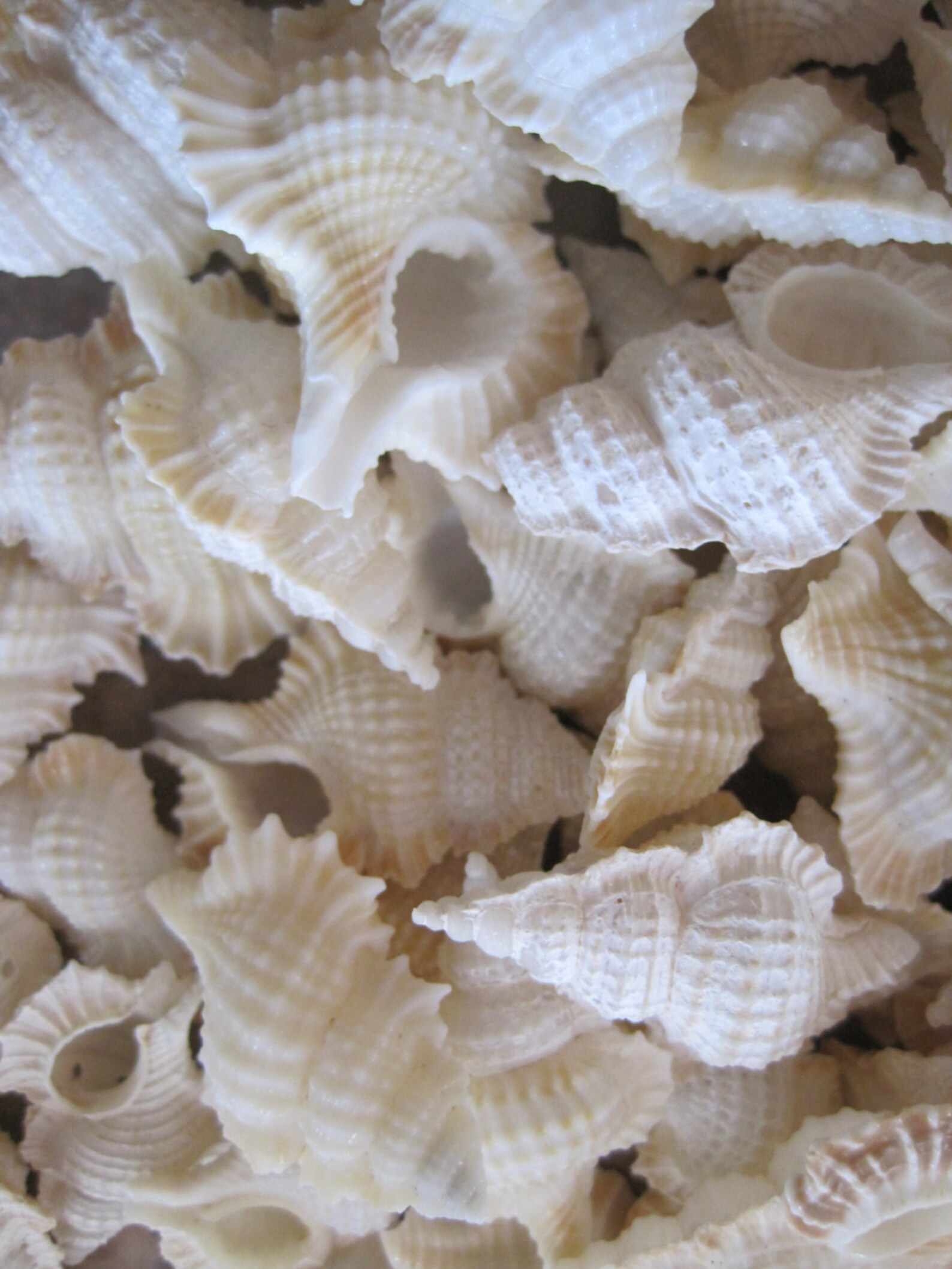 Maple Leaf Shells 6 Beach Decor Seashells Seashell - Etsy