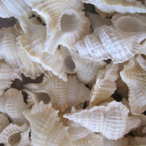 Maple Leaf Shells 6 Beach Decor Seashells Seashell - Etsy