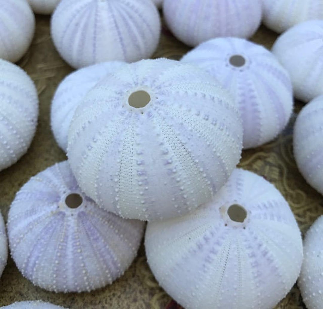 15 Light Purple Sea Urchins - 1.75 - 2" -bulk Seashells - Top Quality ...