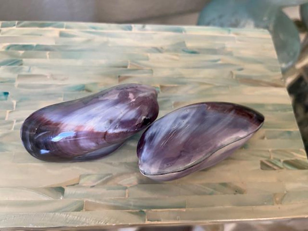 Polished Purple Paired Mussels (2 Pcs) - Philippine Mussel Shells ...