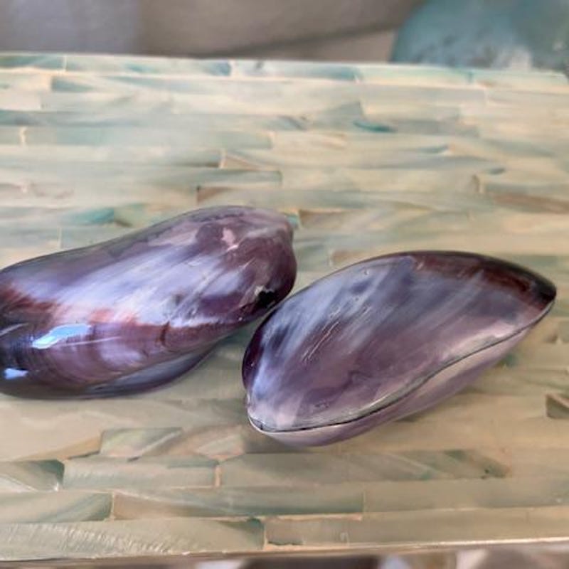 Mussel Shells - Etsy
