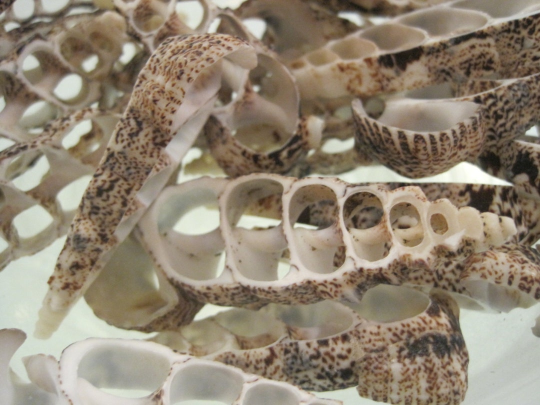 Small Cross Cut Cerithium Shells (6) - Assorted Shells - Coastal Home ...