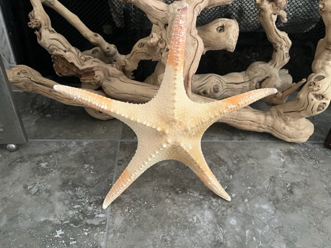 Large Tan Starfish Bahamian Pink Tip Starfish Beach Decor Giant Sea ...