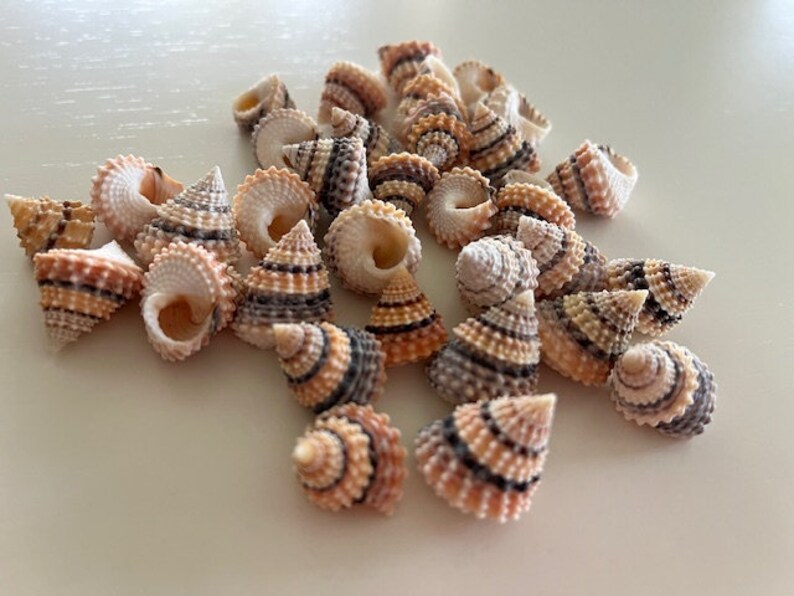 Candy Snail Seashells (15) - Seashell Supply - Craft Seashells - Etsy
