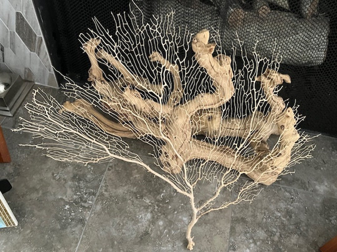Rare Cream Sea Fan Extra Large 21" H X 23" W (1 Pc) - Coastal Home ...