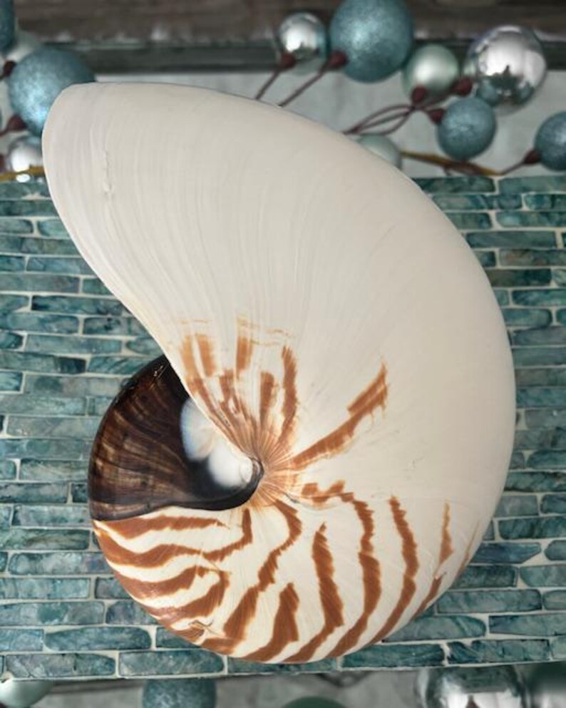 Rare Xlarge Natural Nautilus Shell - Large Nautilus - Coastal Home ...