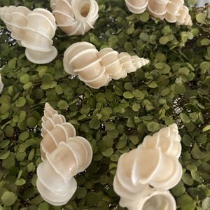 Rare XL Precious Wentletrap Seashell (2 1/4" - 2.5") -extra Lg Specimen ...