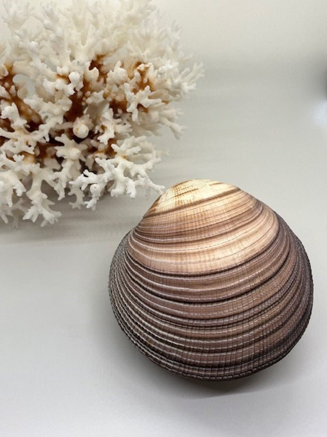 Rare Tiger Clam Shell (whole) - Specimen Shell - Striped Clam Shell ...