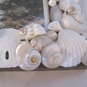 Beach Decor White Seashell Picture Frame - Shell Frame - White Shell ...