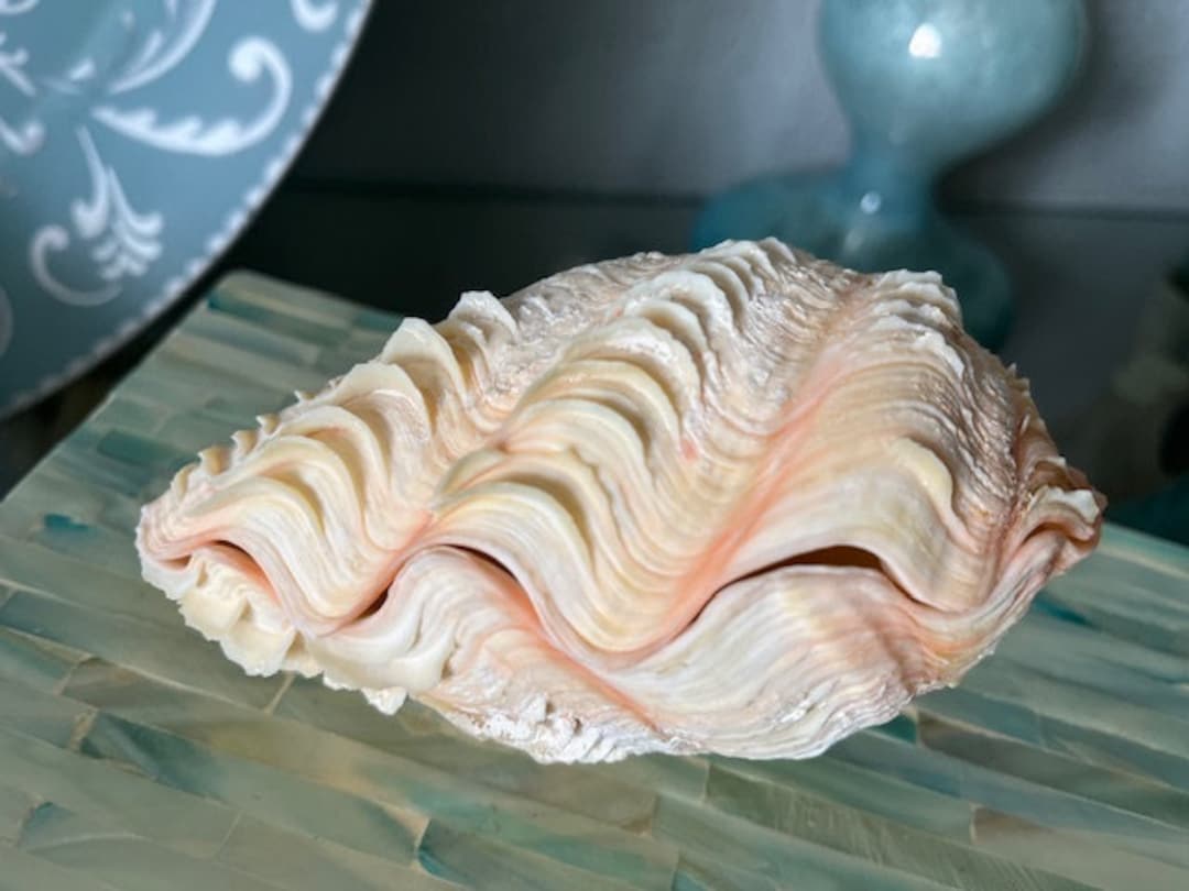 Double Squamosa Rare Clam Shell Pale Peach and Yellow Double Clam Shell ...