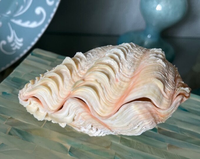 Double Squamosa Rare Clam Shell - Pale Peach and Yellow Double Clam ...