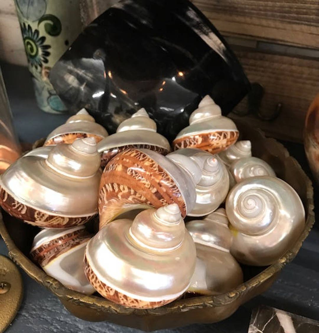 Beach Decor Brown and Green Turbo Petholatus Shells (3 PC) - Turbo ...