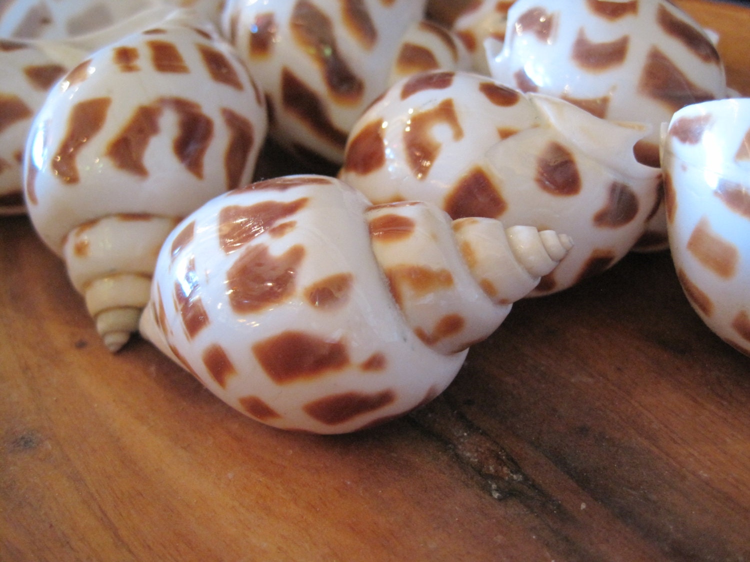 Beach Decor Babylonia Shells 3 Seashell Supply Beach - Etsy