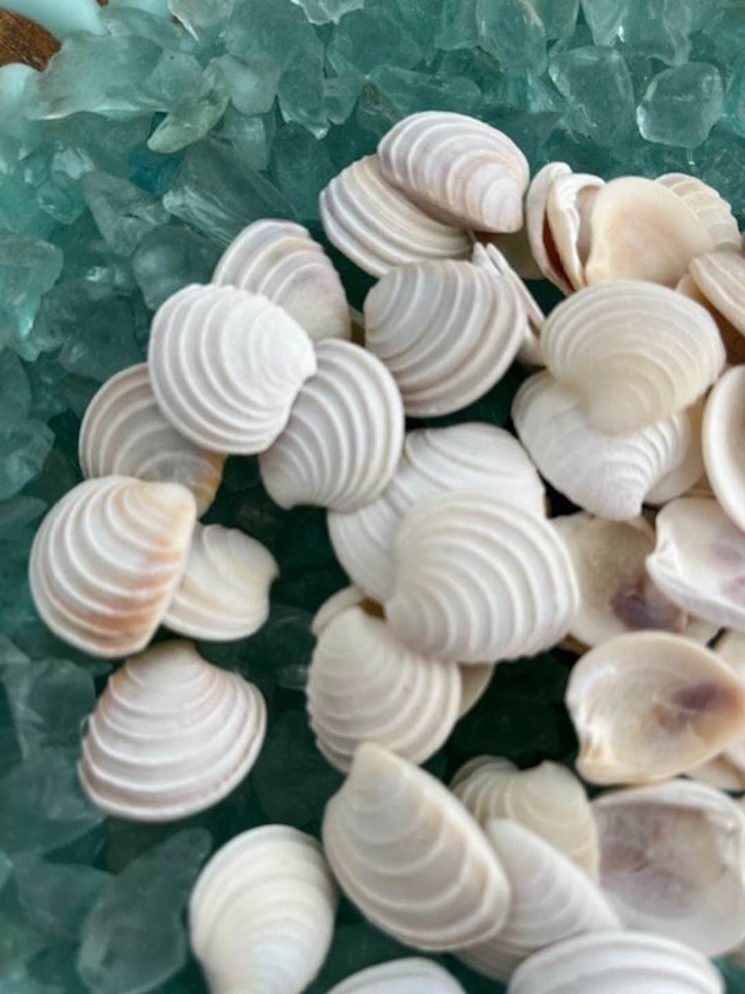 Wedding Cake Seashells (1/2 Cup) - Venus Clam Shells - Seashell Crafts ...