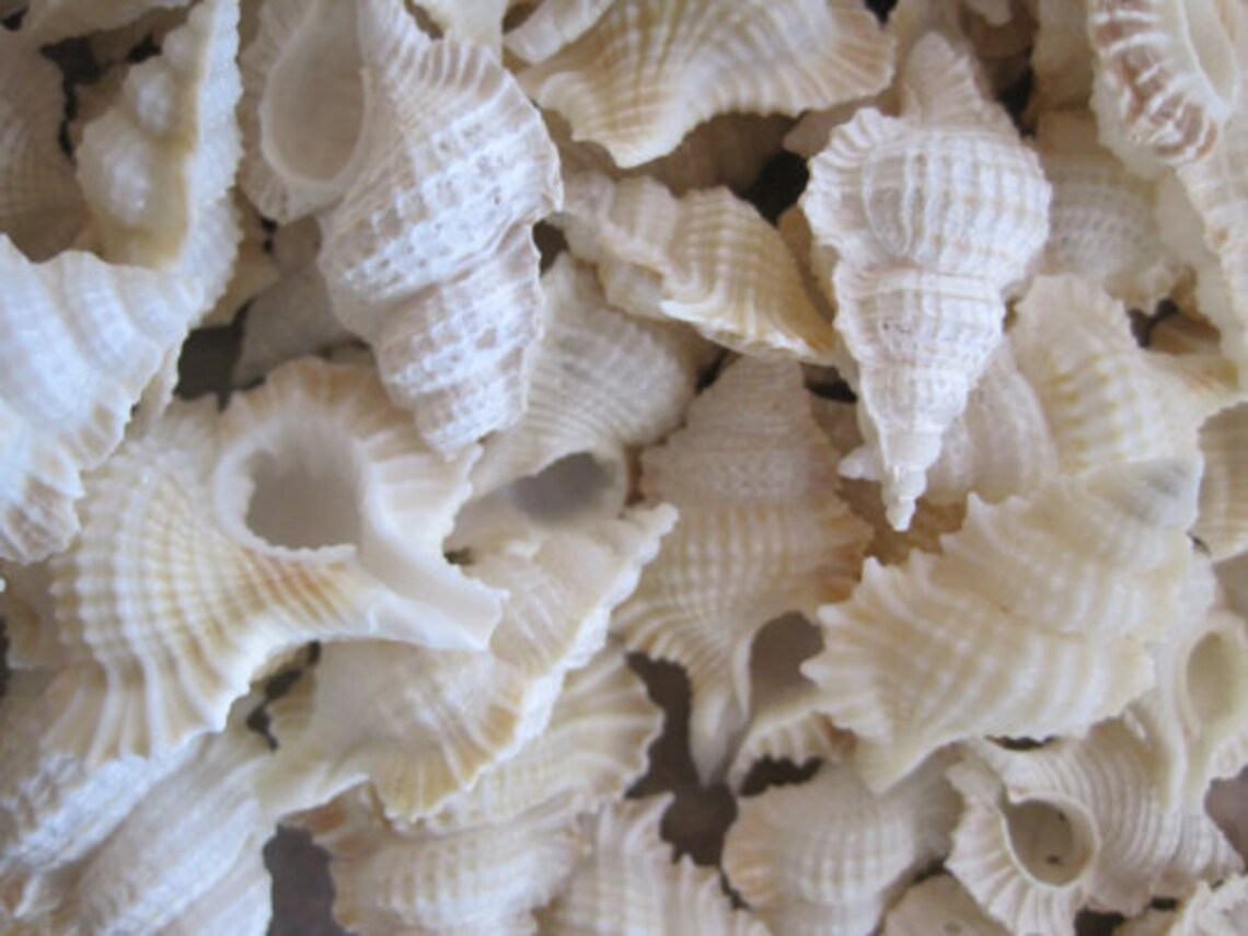 Maple Leaf Shells (6) - Beach Decor - Seashells- Seashell Supply ...