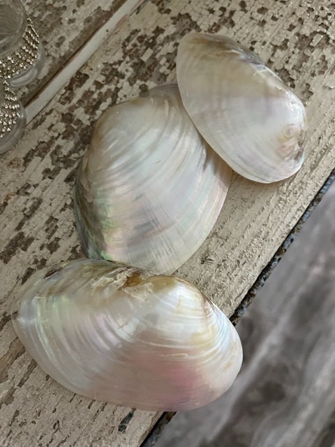 Beach Decor White Pearlized Clam Shell Halves (3 Pcs) - Polished Clam ...